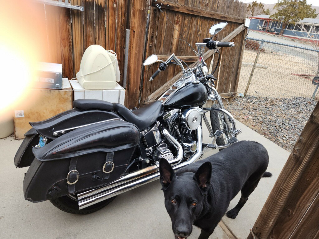 1999 Harley-Davidson® FXSTS Springer® Softail® for Sale in RENO, NV ...
